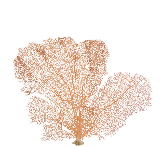 Natural Red Sea Fan, 10-13" - Beach Style - Wall Sculptures - by The ...