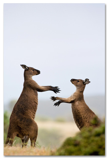 "Kangaroos" by Robert Harding Picture Library, Canvas Art, 22"x32 ...