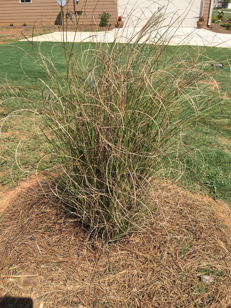 Is This Normal For Maiden Grass To Look Like After Planting is-this-normal-for-maiden-grass-to-look-like-after-planting