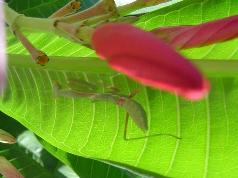 Pink Praying Mantis