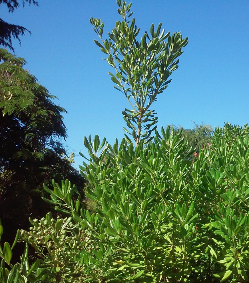 How to Prune Stringy Tops on Pittosporum Mock Orange?