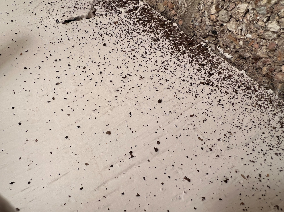 Fine, dark brown debris falling from ceiling- what could it be?