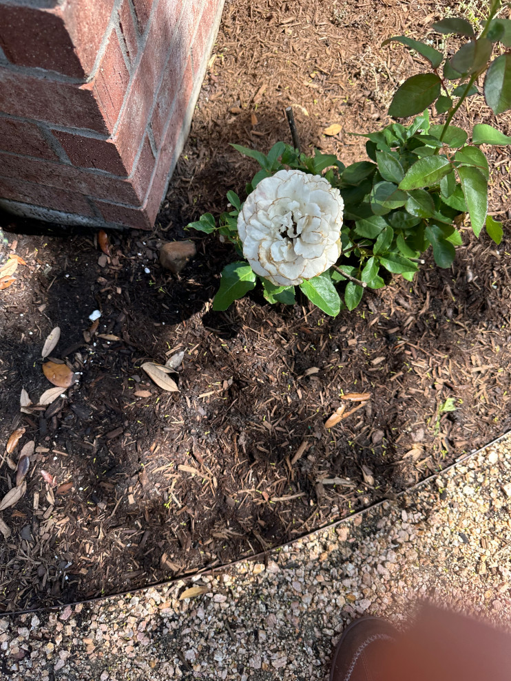 Rose with plastic in its DNA??