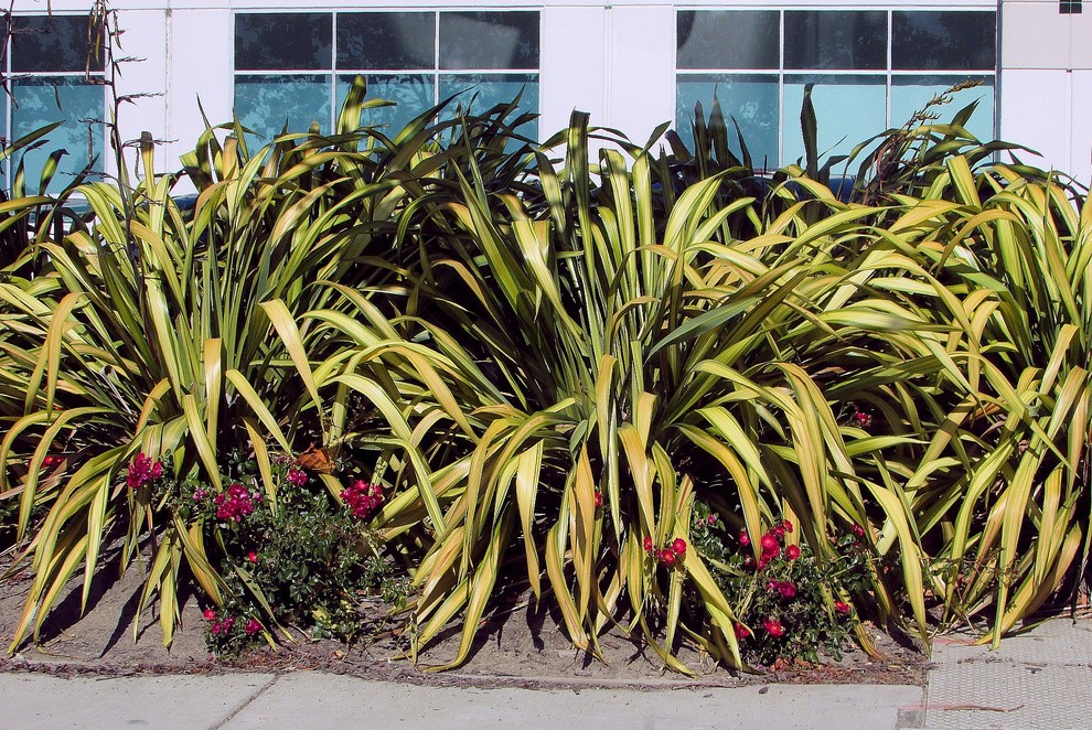 Phormium 'Yellow Waves' Great plant.