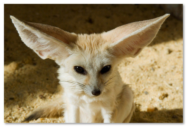 "Small Fox" by Robert Harding Picture Library, Canvas Art, 30"x47 ...