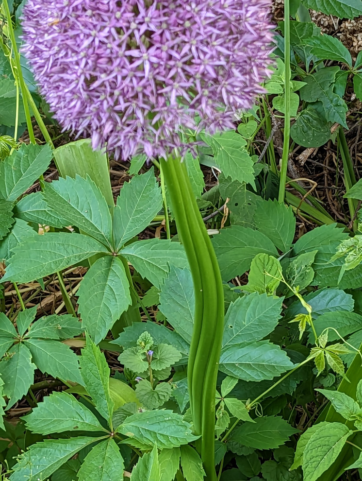 Interesting stalk on this allium?