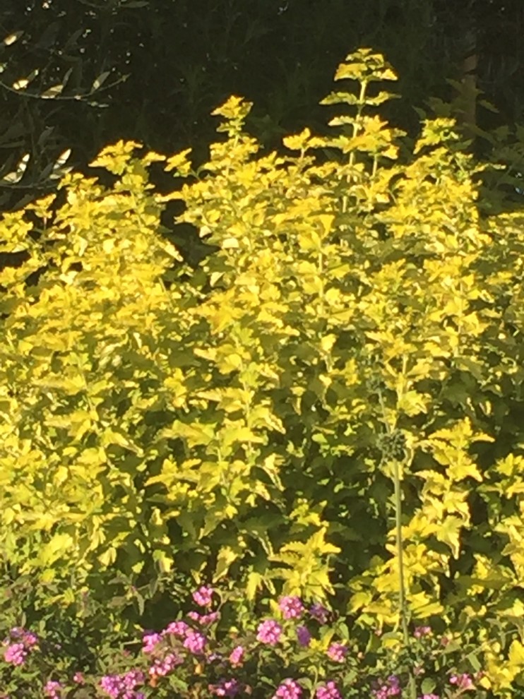 20 Ways to Create a Chartreuse Splash in the Landscape