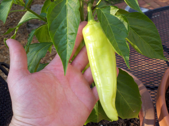 Are these hungarian wax peppers ready to pick?