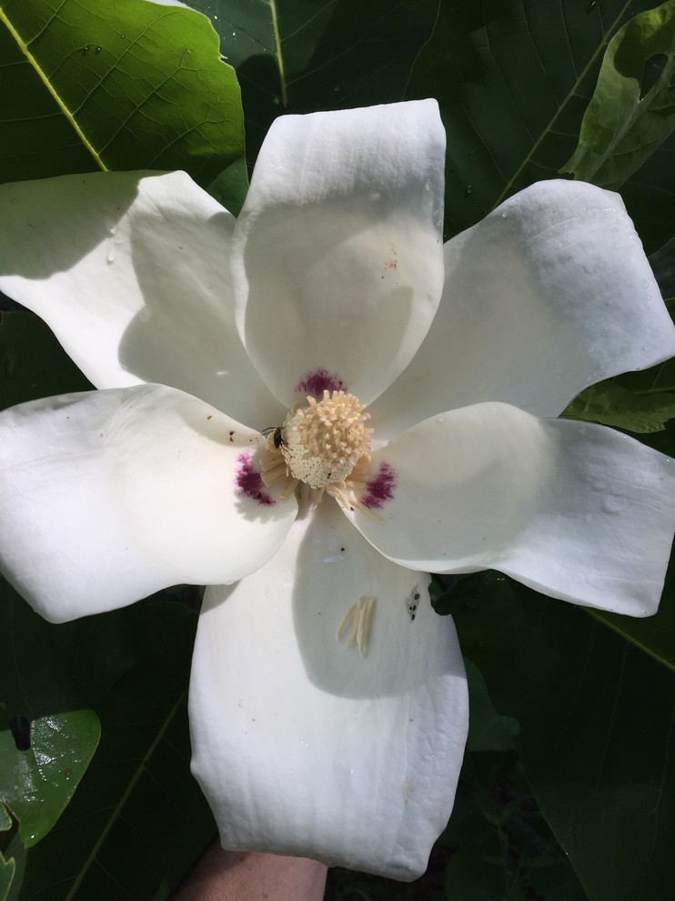 Ashe Magnolia in bloom