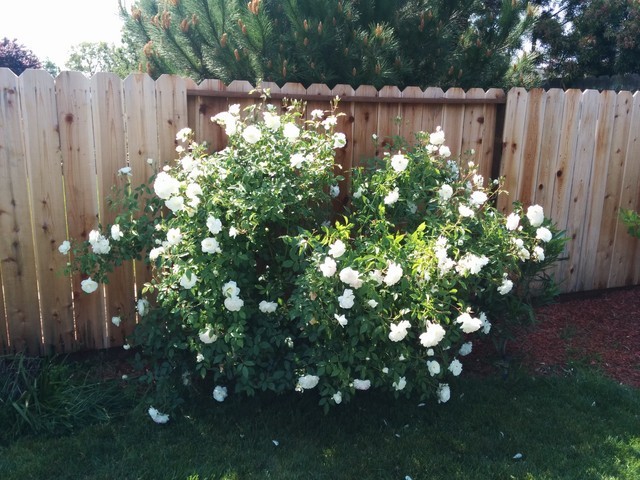 Shrub rose falling over