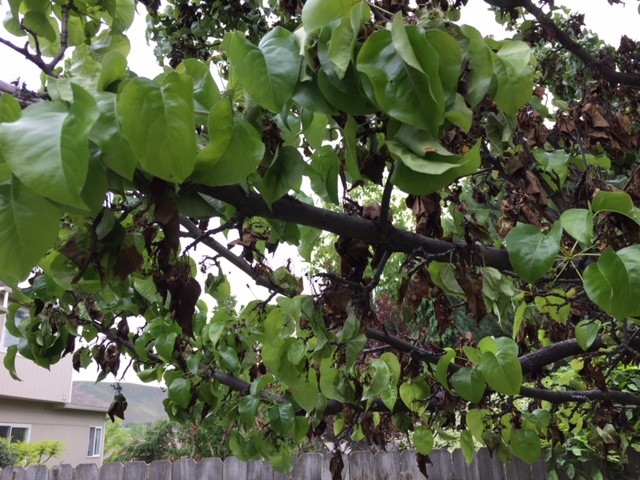 Our flowering pear tree is dying. What is this, and can we save it ...