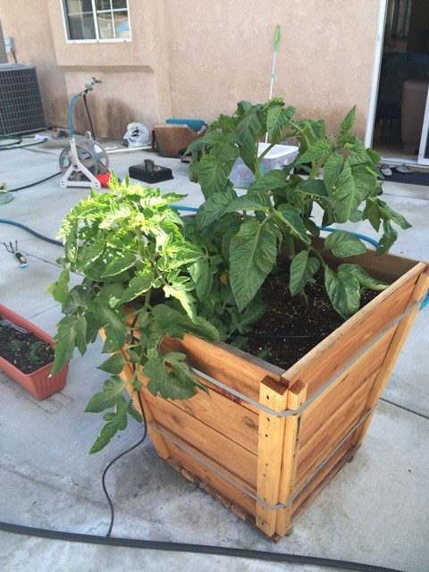 Tomato plants too close together...