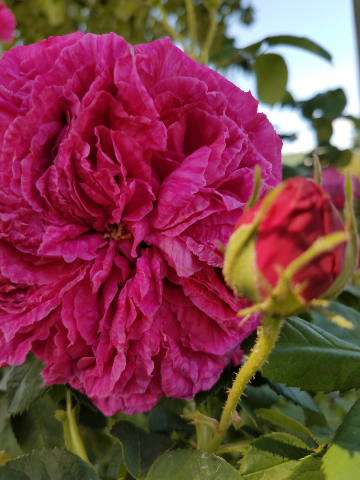 Thoughts on Paul Ricault?