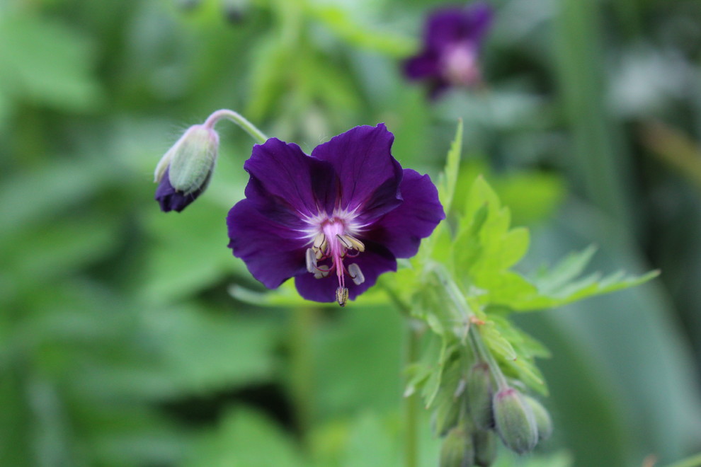 Raven Geranium