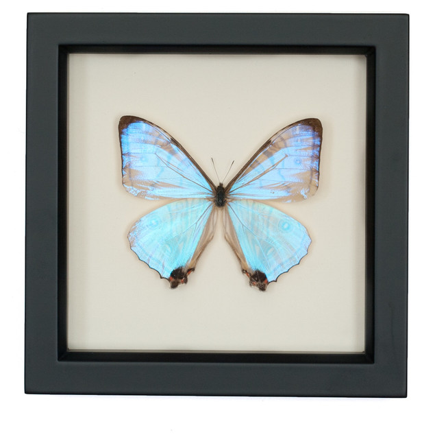 Real Pearl Morpho Real Butterfly Display - Contemporary - Decorative ...