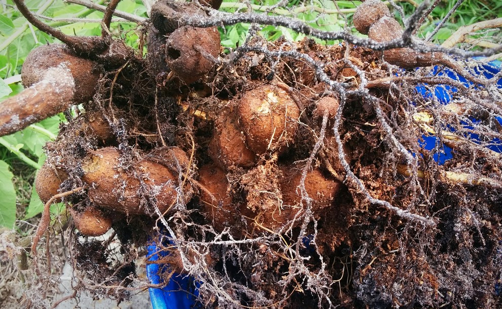 Potato Roots on Black and Blue Salvia? Is that normal?