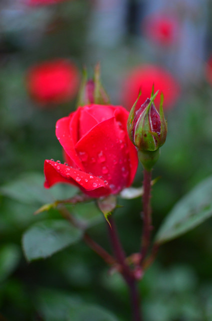 6 Steps to Get a Garden Off to a Glowing Start