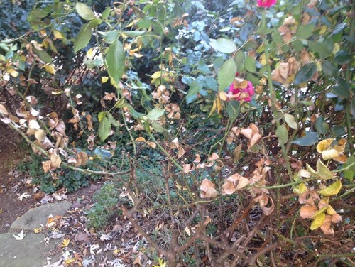 help knockout rose is dying