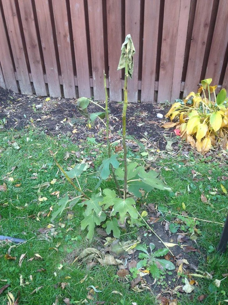 Advice for overwintering fig trees