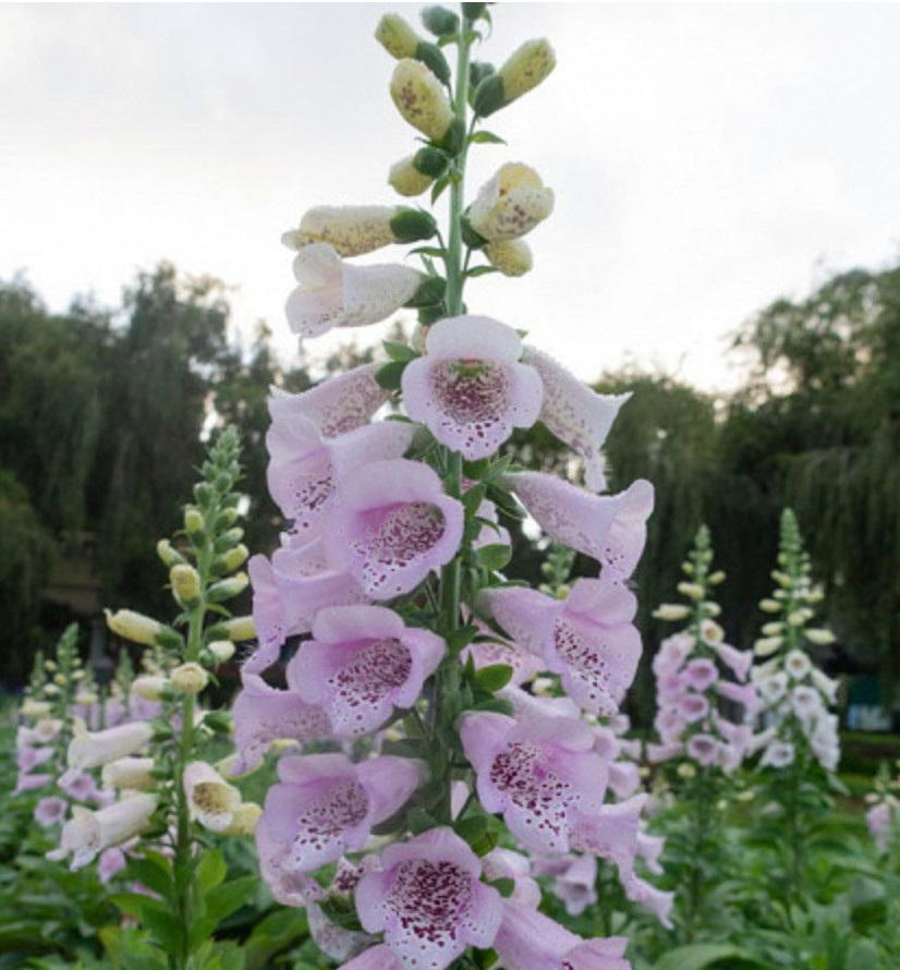 Foxgloves...What's your favorite and why? Containers?