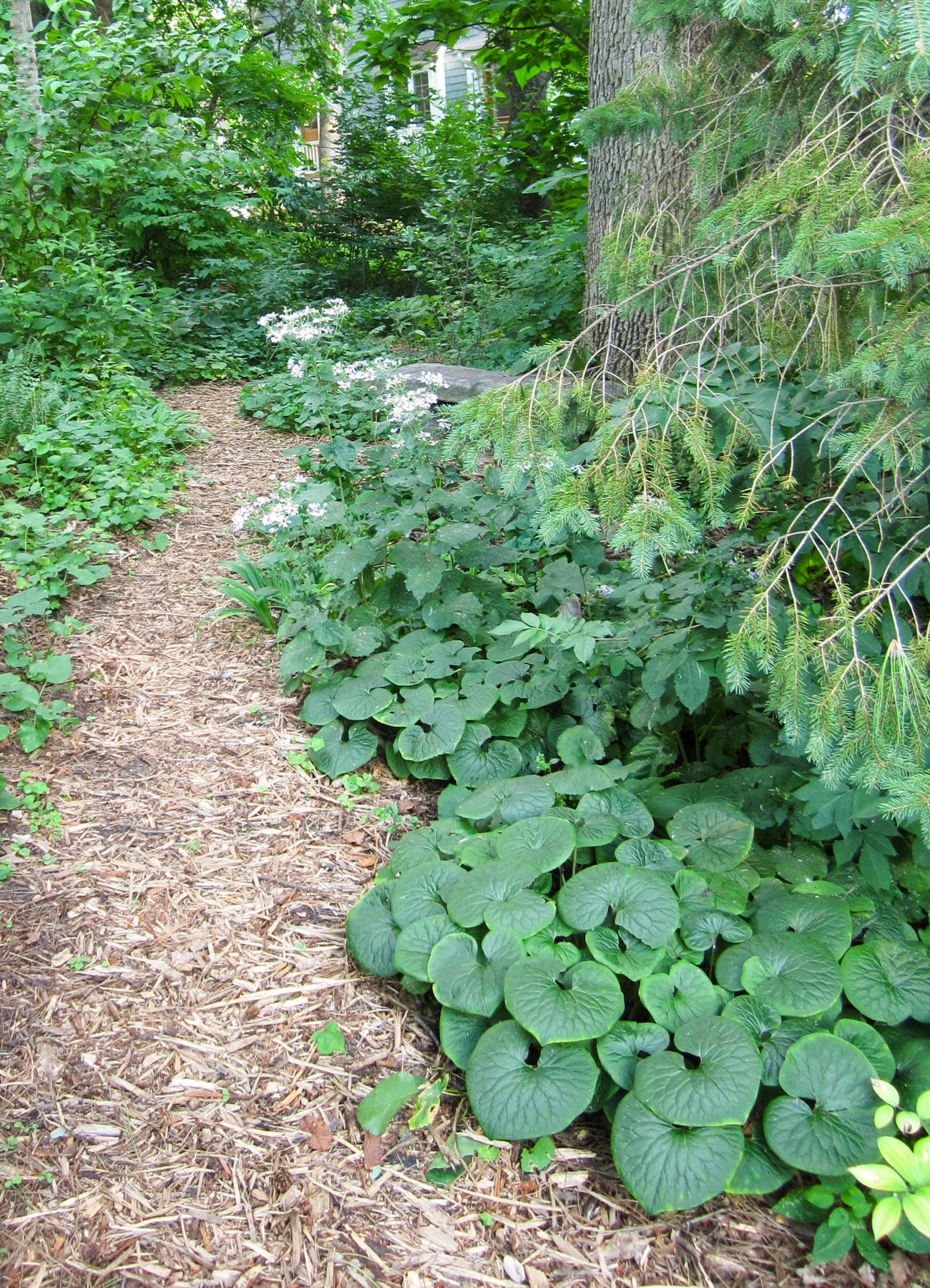 Japanese Ivy Ground Cover Japanese Creeper (Parthenocissus