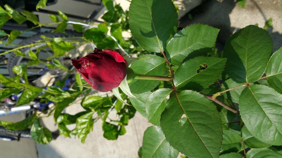 Red Masterpiece Rose