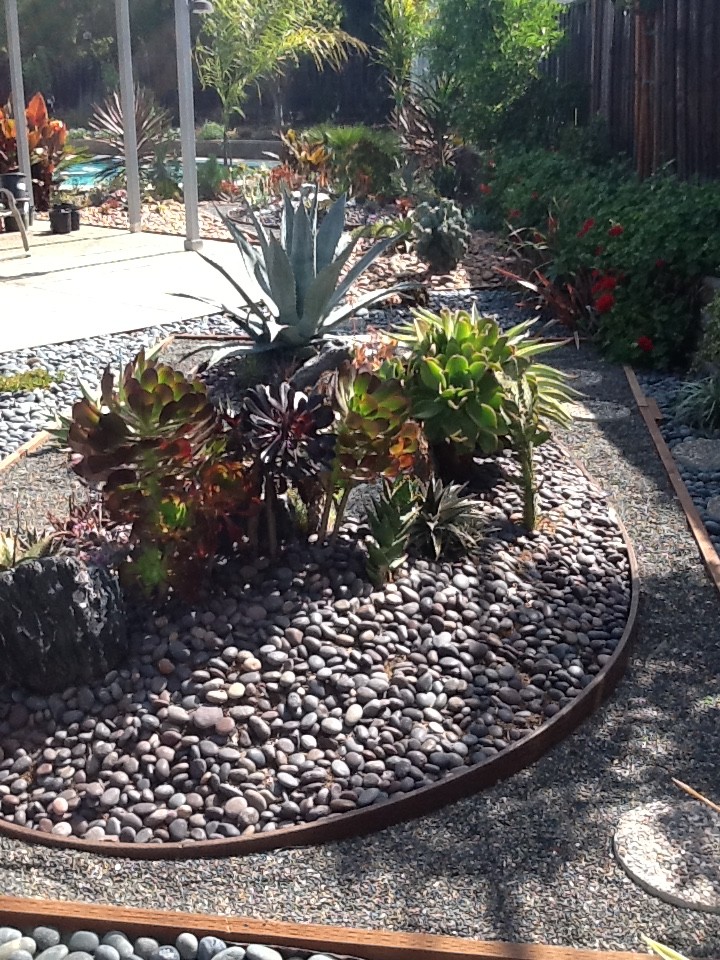 Succulents inspired by Asian Design - Asian - Landscape - San Francisco ...