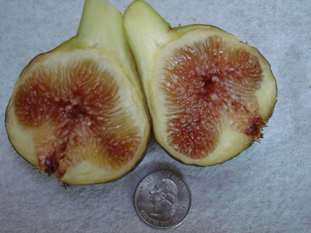 First fig!