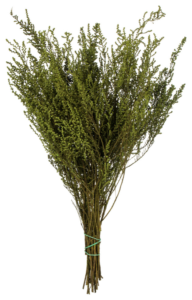 Vickerman 14"-18" Stoebe Bundle, Preserved, 14-18" - Artificial Plants ...