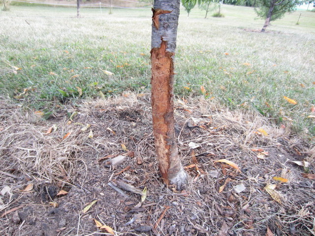 Saving peach tree with bridge graft?