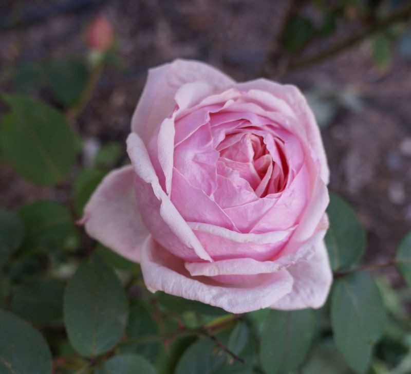 Mostly Aunt Margy's Rose