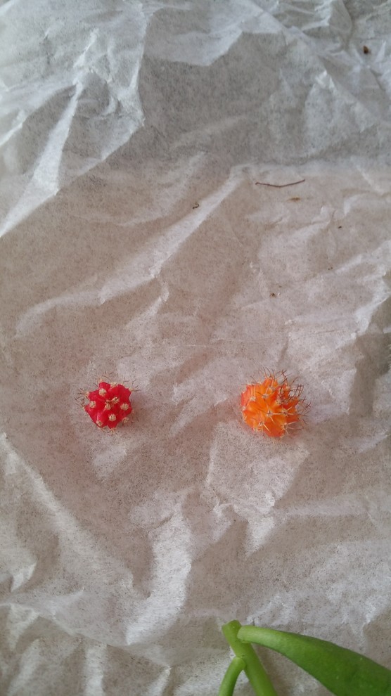 Yellow and orange moon cactus growing roots