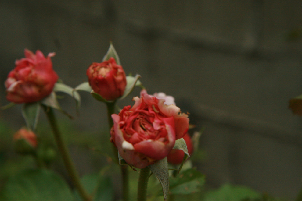 Bull nosed buds | Houzz Forum