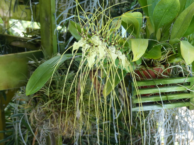 Brs. Edvah Loo 'Nishida'