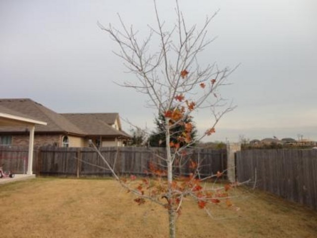 Red Oak Pruning