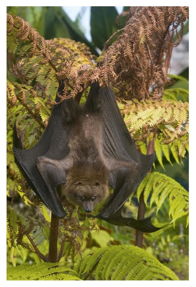 "Rodrigues Flying Fox roosting, Michigan" Paper Print by Steve Gettle ...