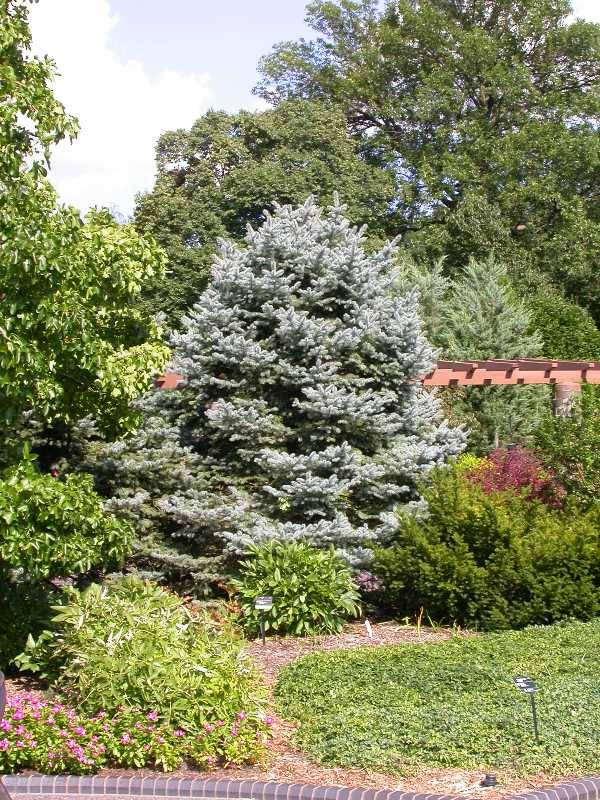 Evergreen Shrubs Trees And Colorado