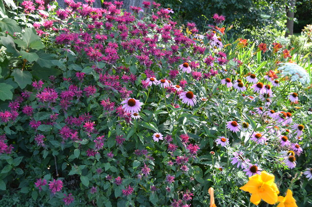 DYI Home Gardening - Midwest Native Plants - Rustic - Landscape - St ...