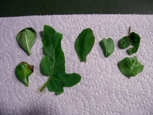 Leaf Deformity on Succulents | Houzz Forum