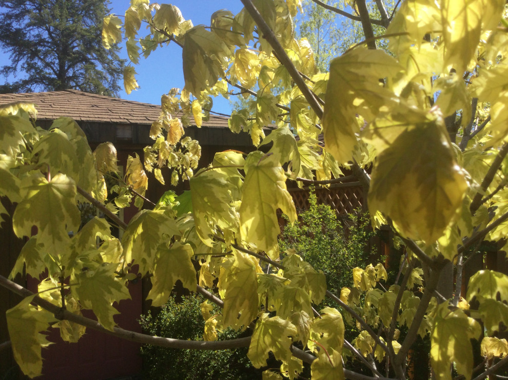 variegated Maple tree | Houzz Forum