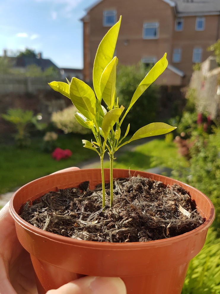 Why has my minature orange got 2 stems from one seed?