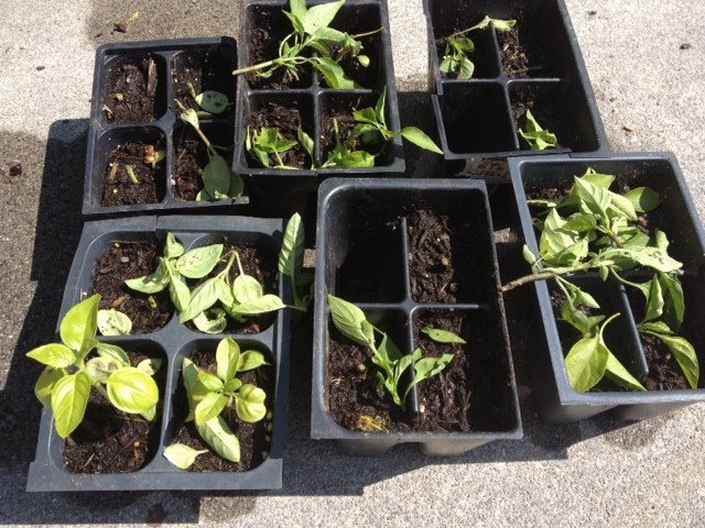 What decapitated my plants | Houzz Forum