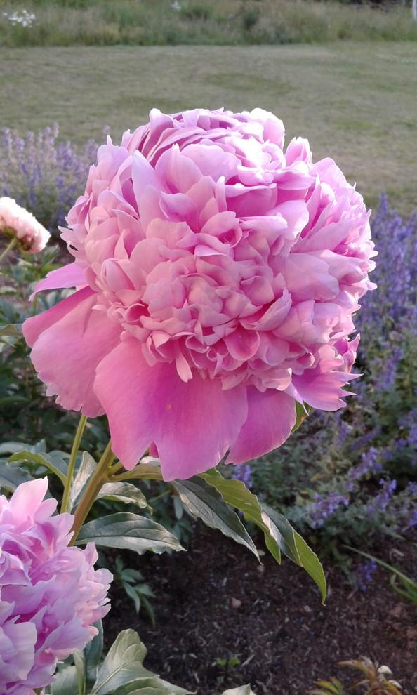 Peonies identification | Houzz Forum