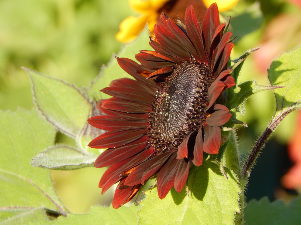 Chocolate sunflowers