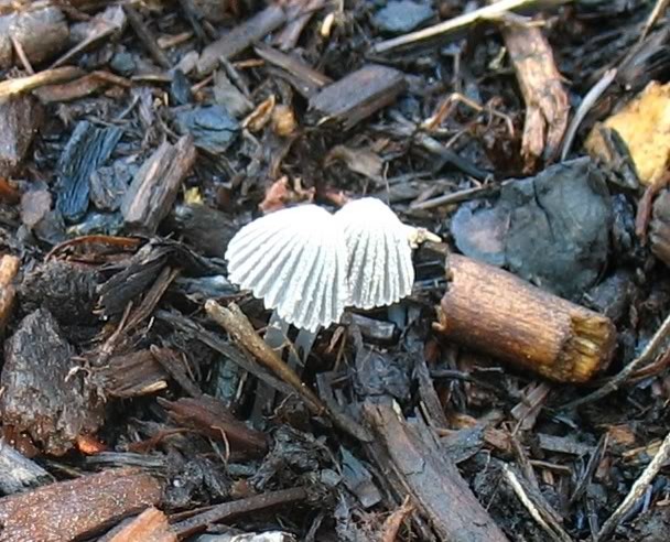 Little gray mushrooms??