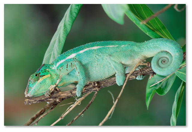 "Green Lizard" by Robert Harding Picture Library, Canvas Art, 22"x32 ...