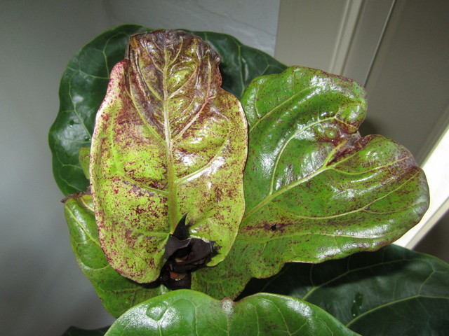 Fungus or insects on fiddle leaf fig?