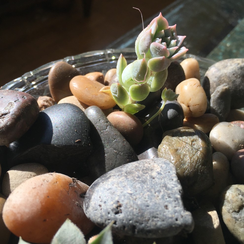 Aerial roots on succulent