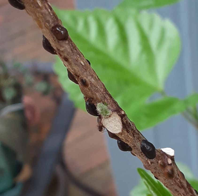 Extreme scale insect infestation: what would kill these buggers?!