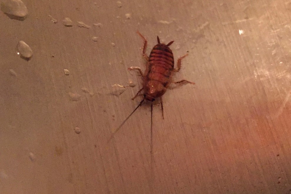 Identification for insect in kitchen sink... | Houzz Forum